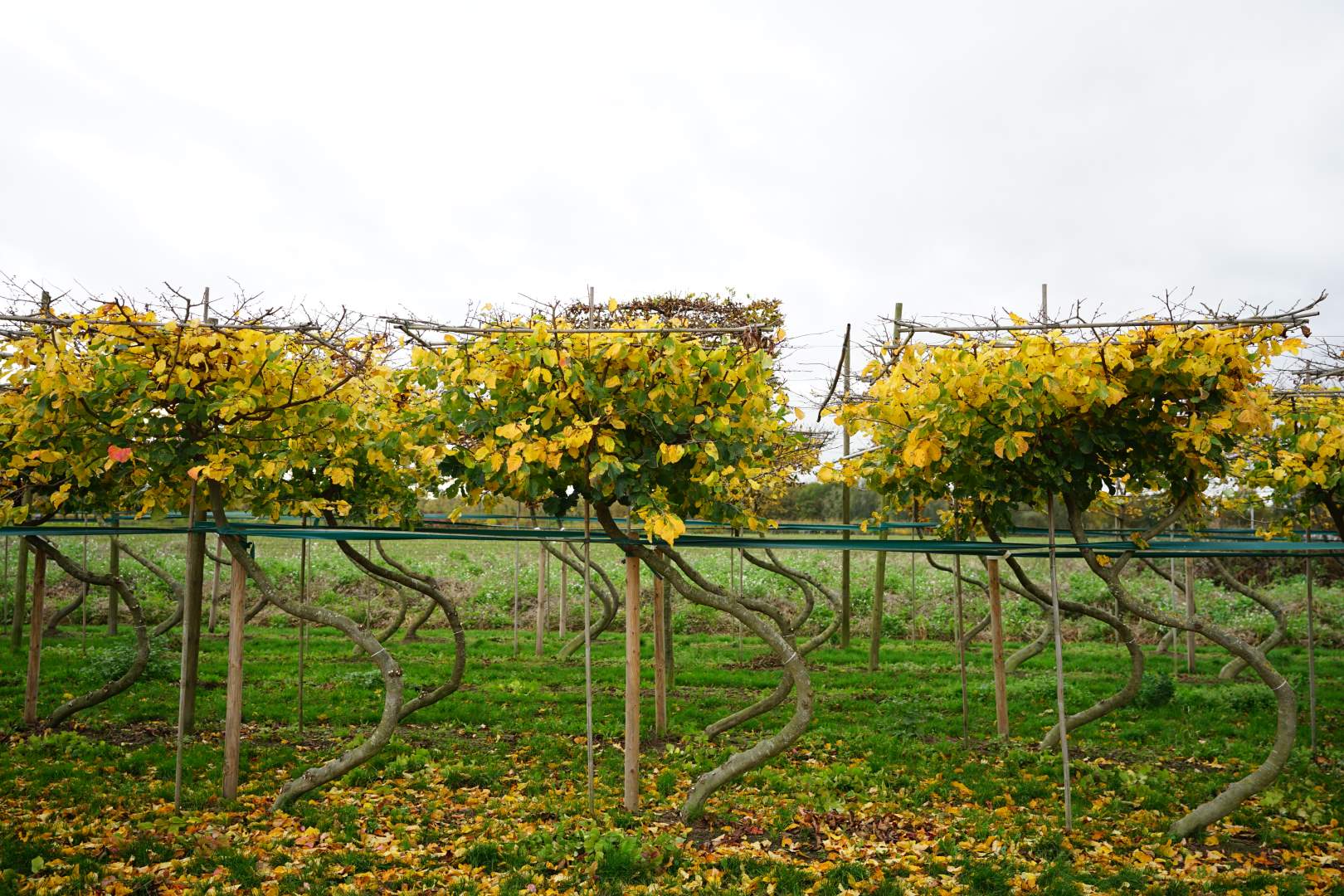 Parrotia persica TREEVOLUTION ® THE SWING ® | Parrotia persica TREEVOLUTION ® THE SWING ® - Van ...